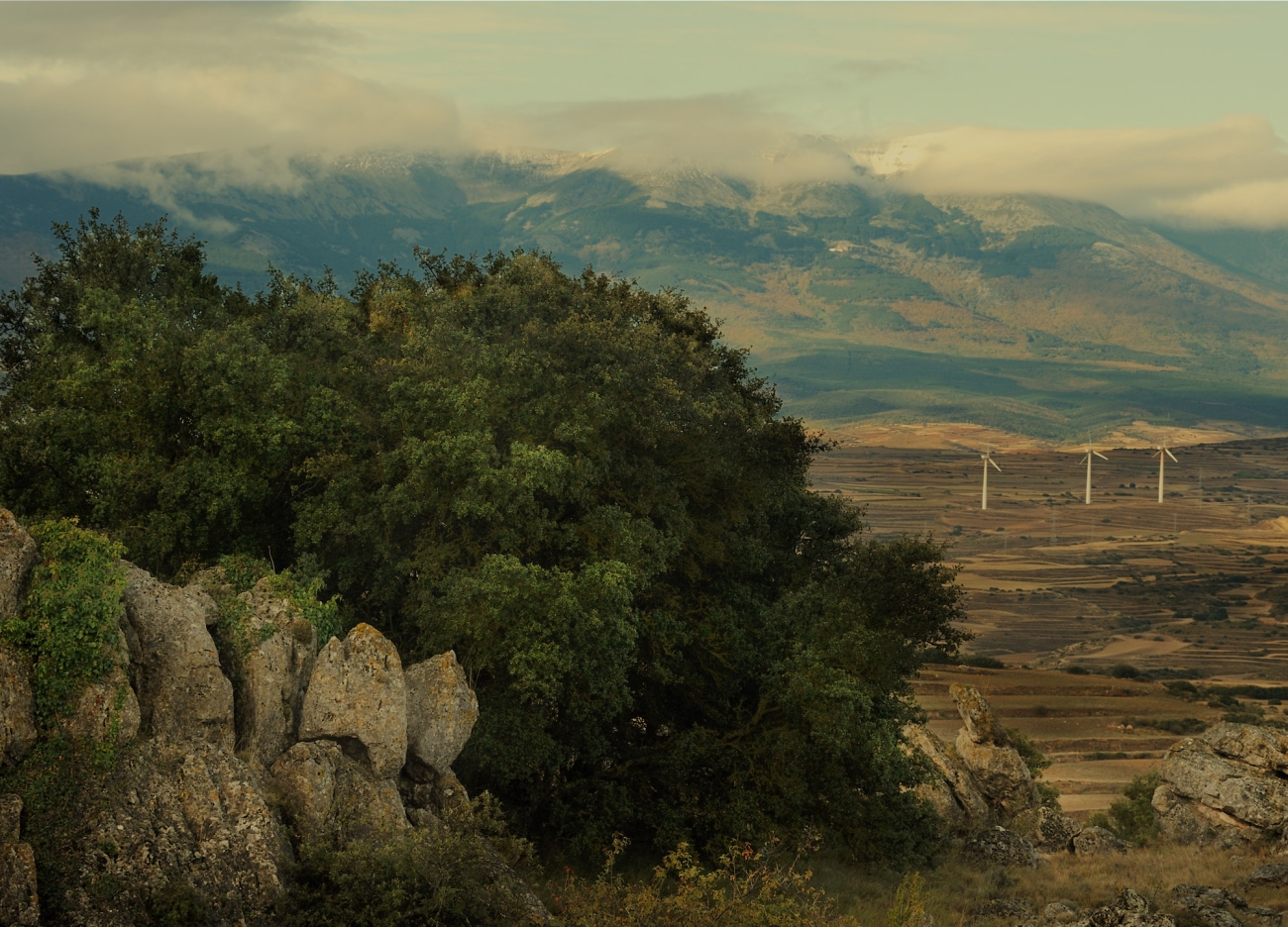 Bodegas Morca | Regal Wine Co